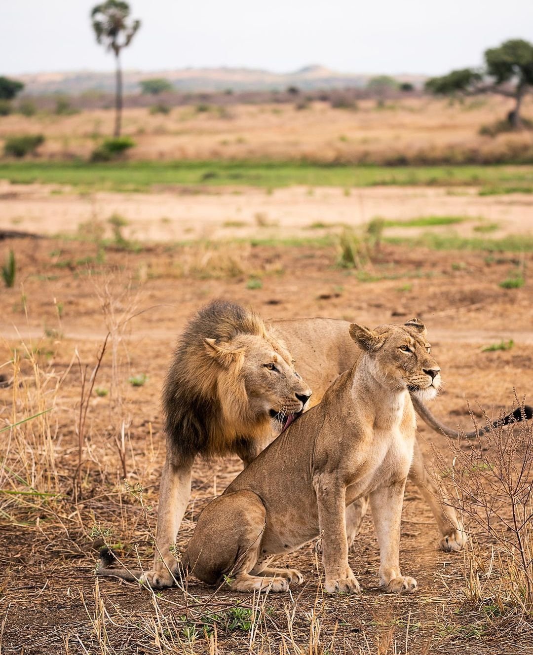 See lions in Akagera national park - Rwanda - Uganda Safaris & Tours ...
